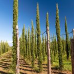 Cupressus totem | Cultius Ponç