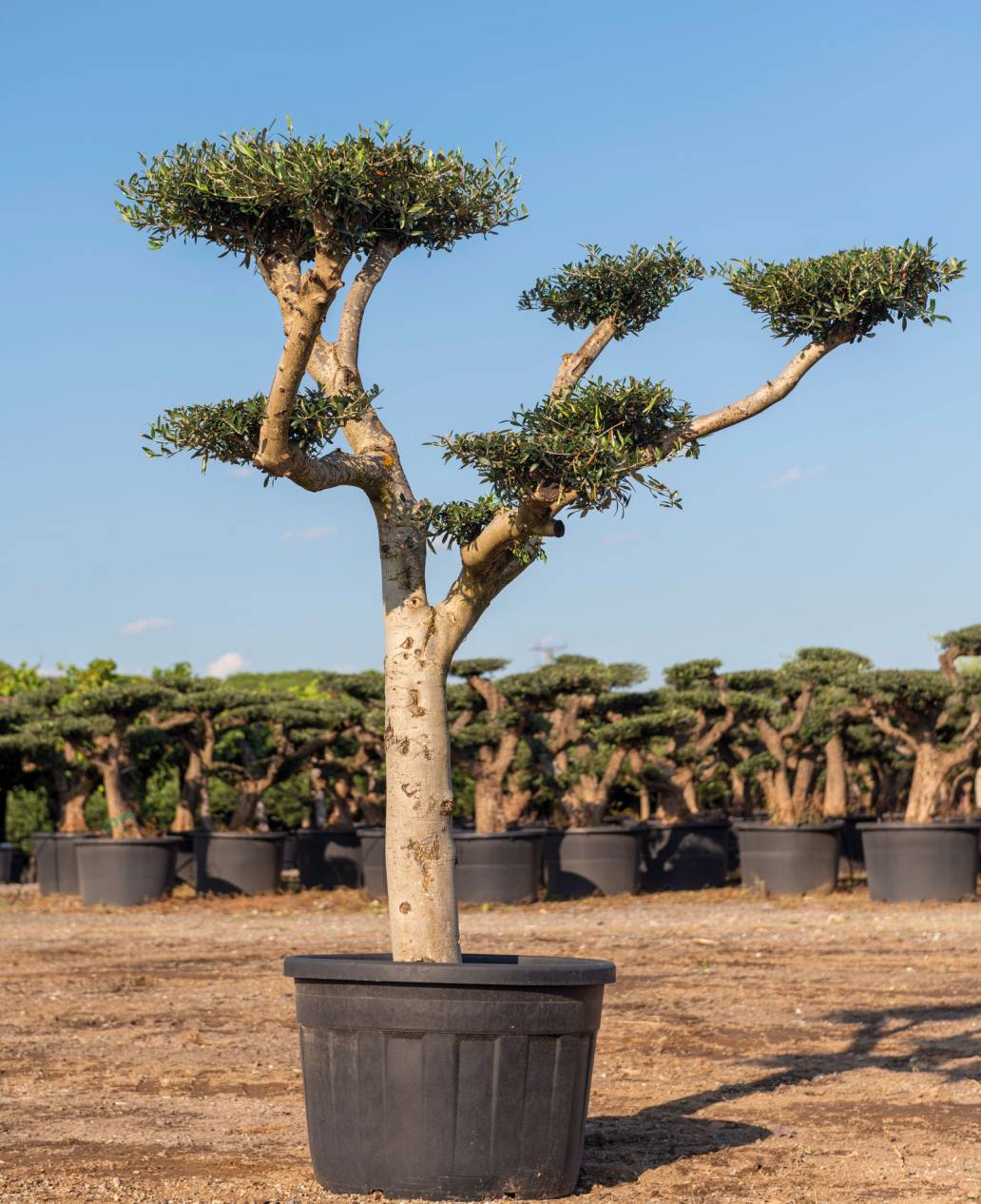 Olea Europaea Plateau | Cultius Ponç