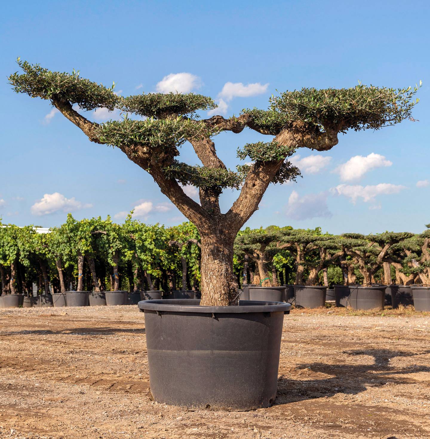 Olea Europaea Plateau | Cultius Ponç